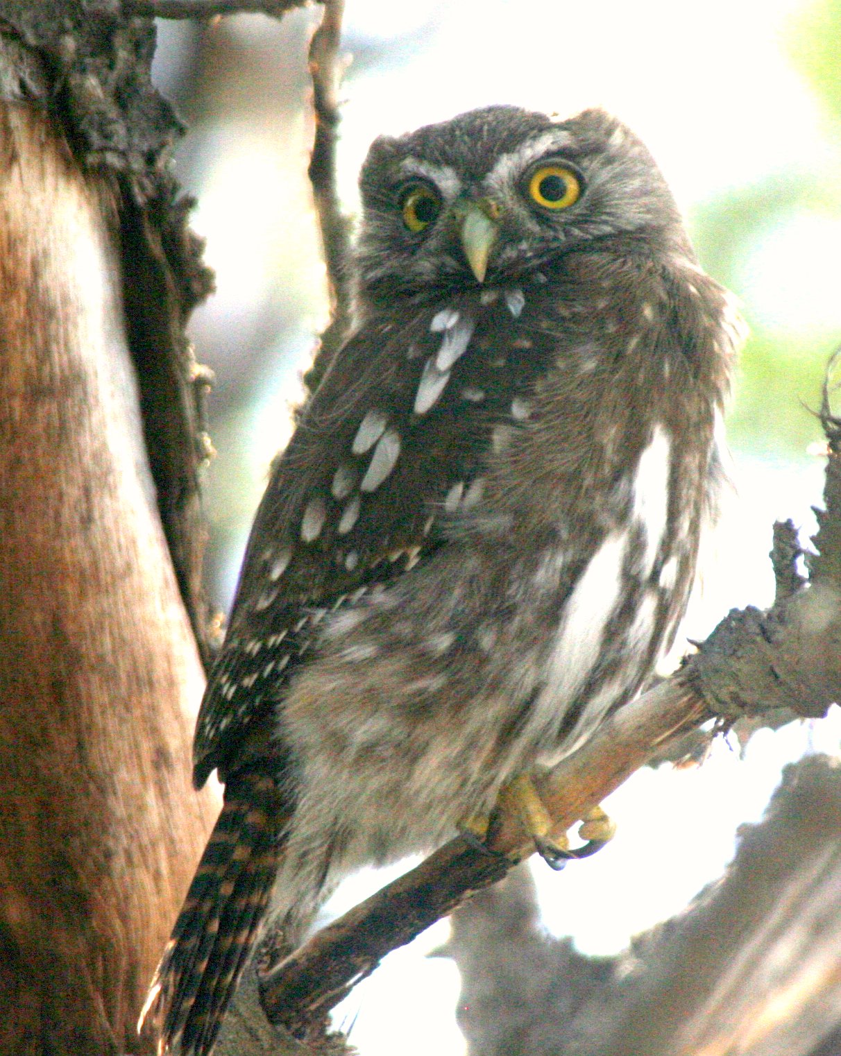 Austral Pygmy-Owl (Glaucidium nana) :: BirdWeather