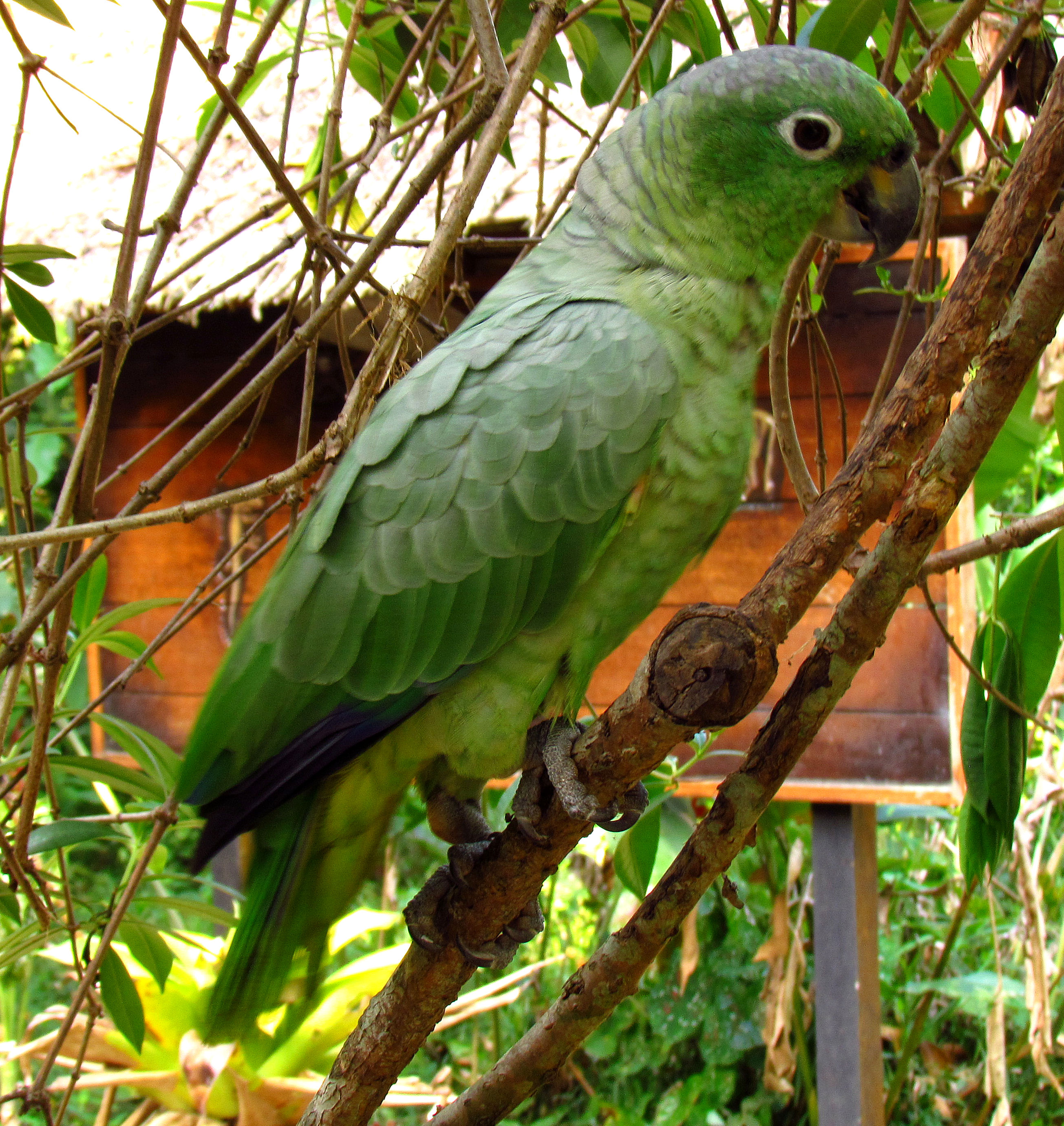 Mealy Parrot (Amazona farinosa) :: BirdWeather