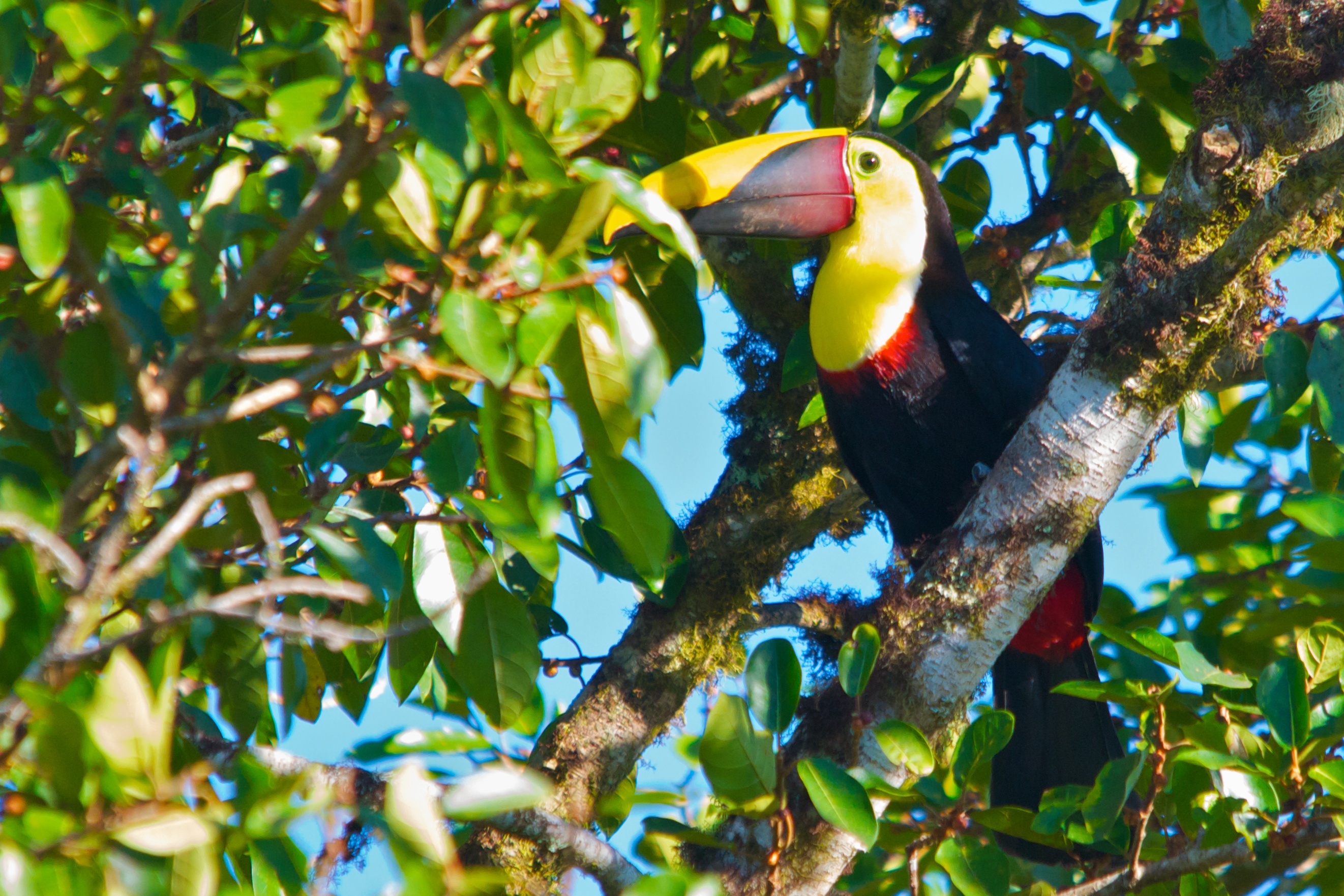 Yellow-throated Toucan (Ramphastos ambiguus) :: BirdWeather