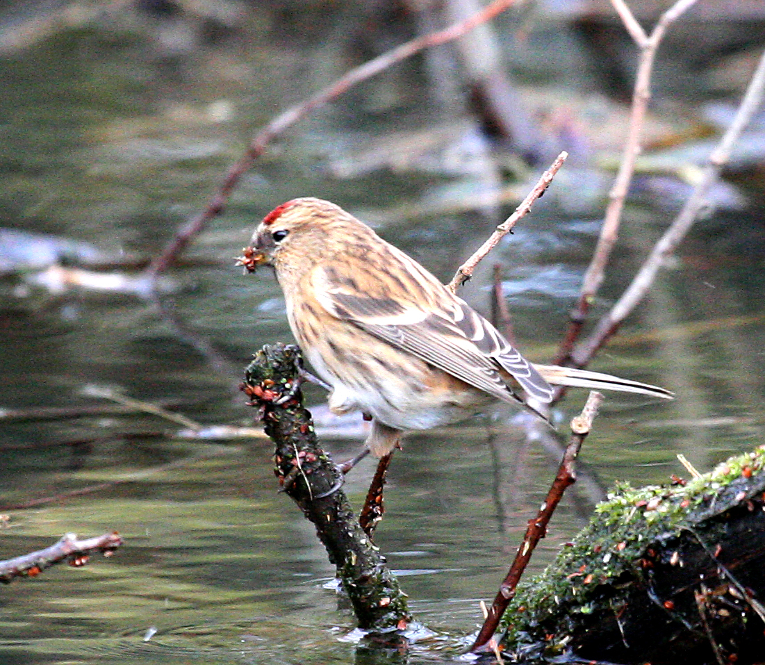 Lesser Redpoll (Acanthis cabaret) :: BirdWeather