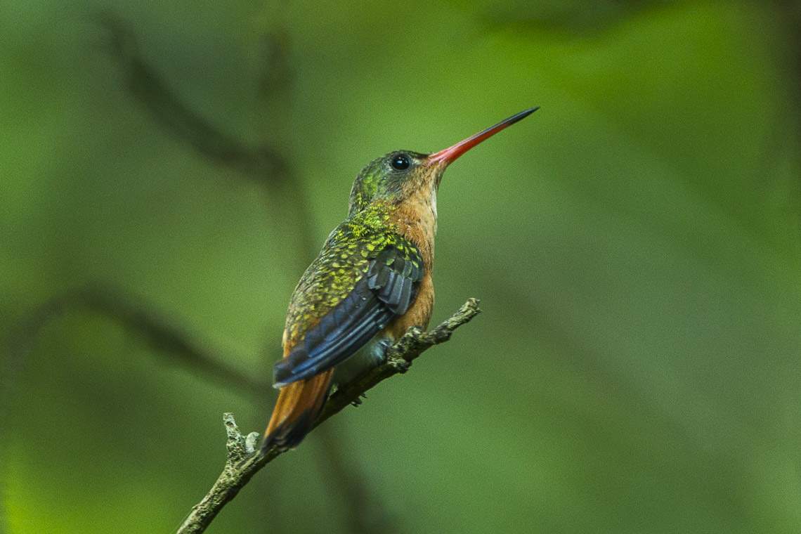 Cinnamon Hummingbird (Amazilia rutila) :: BirdWeather