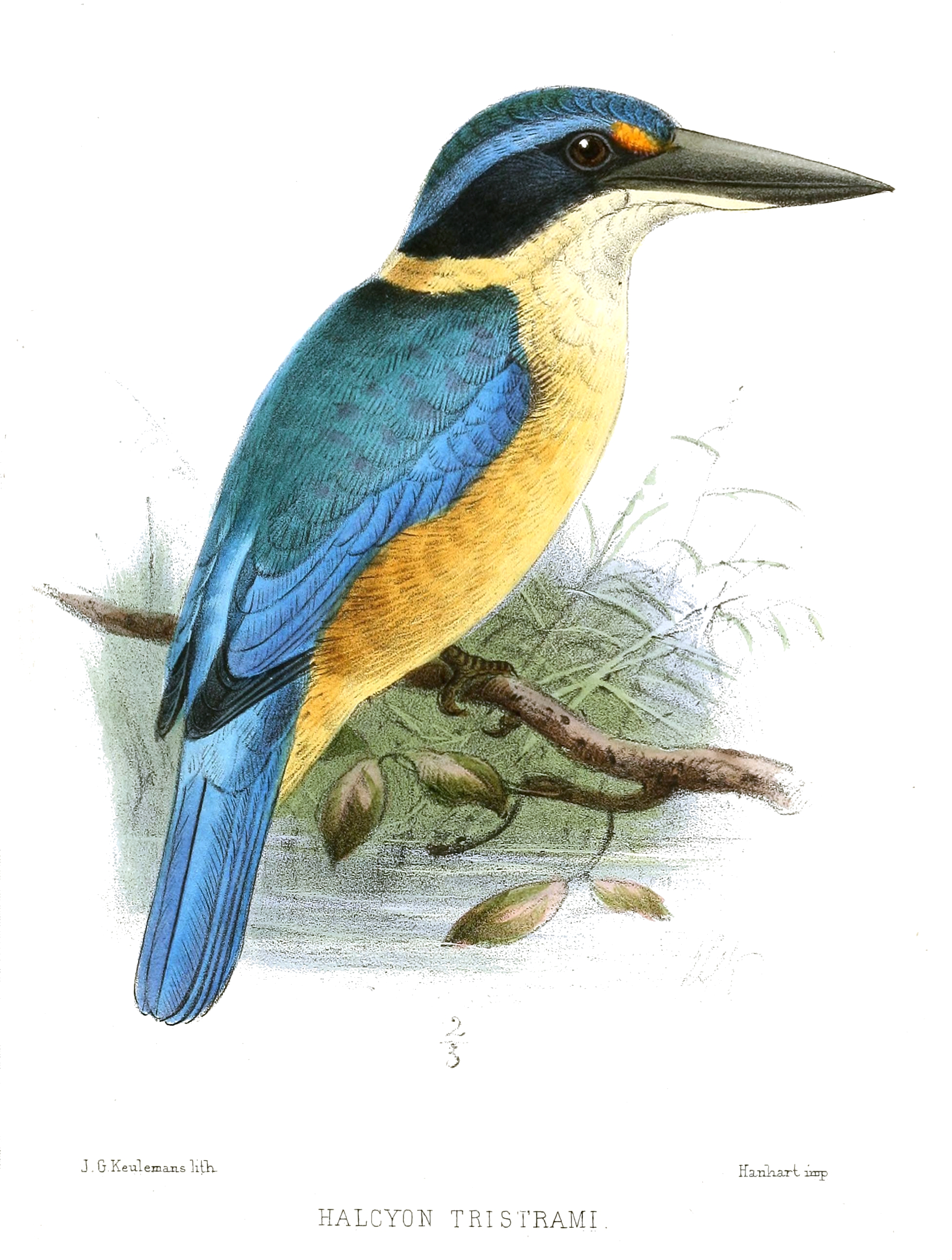 Melanesian Kingfisher (Todiramphus tristrami) :: BirdWeather