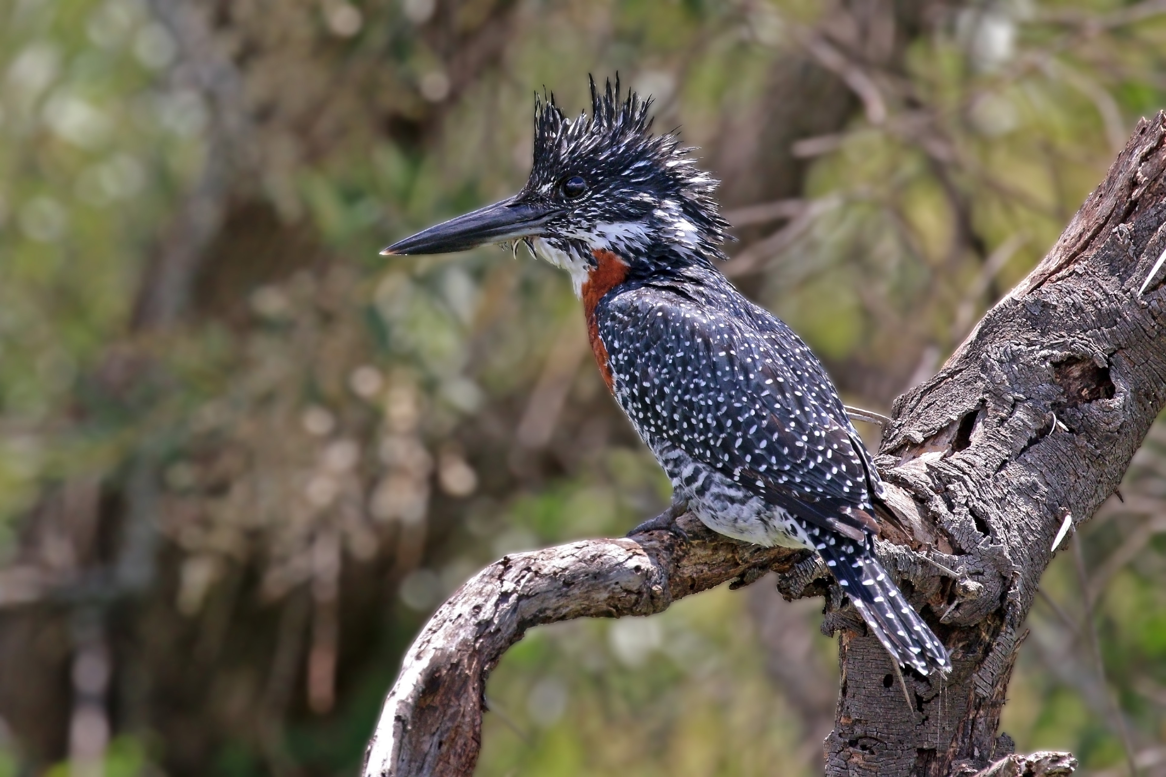 Giant Kingfisher (Megaceryle maxima) :: BirdWeather