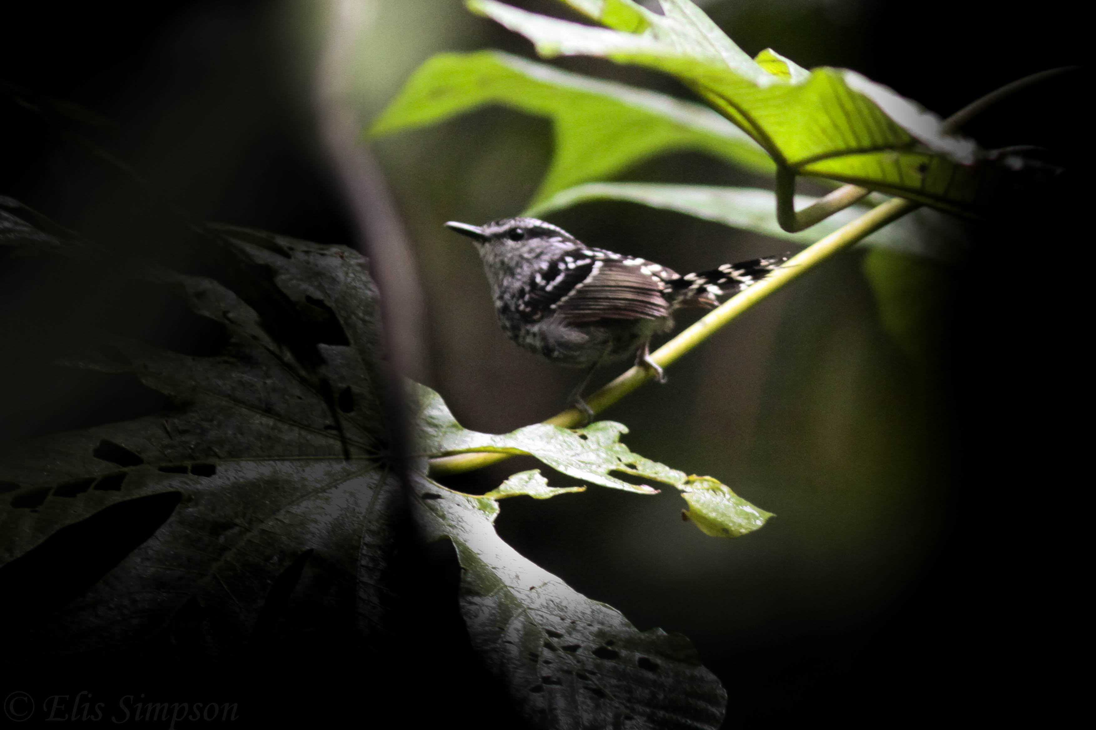 Scaled Antbird (Drymophila squamata) :: BirdWeather