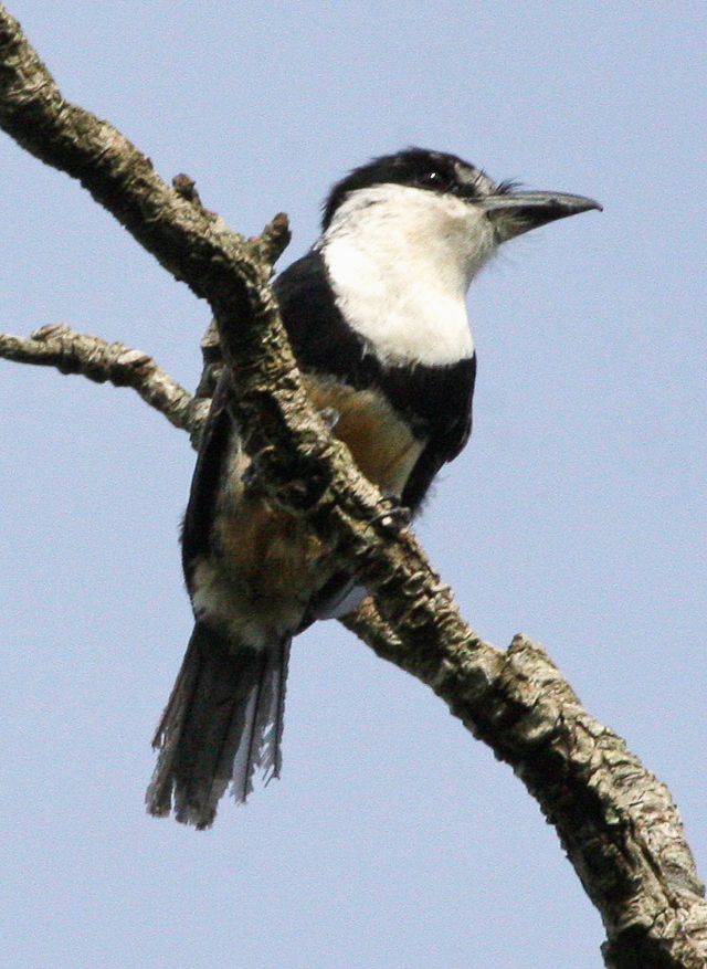 Buff-bellied Puffbird (Notharchus swainsoni) :: BirdWeather