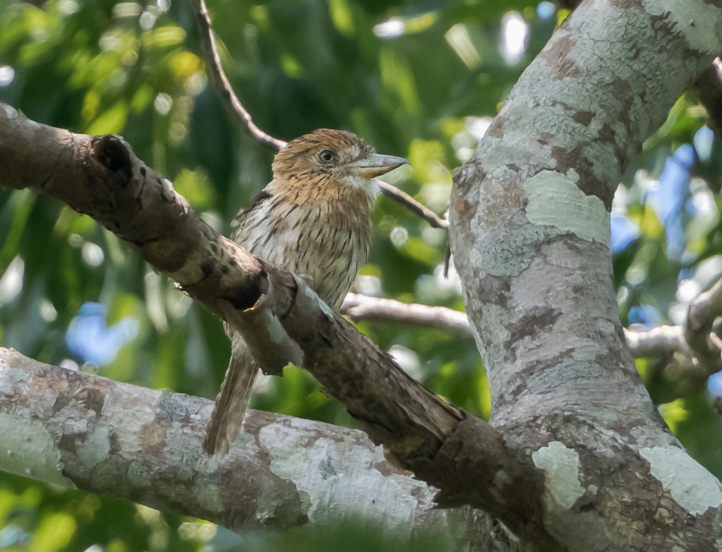 Eastern Striolated-Puffbird (Nystalus striolatus) :: BirdWeather