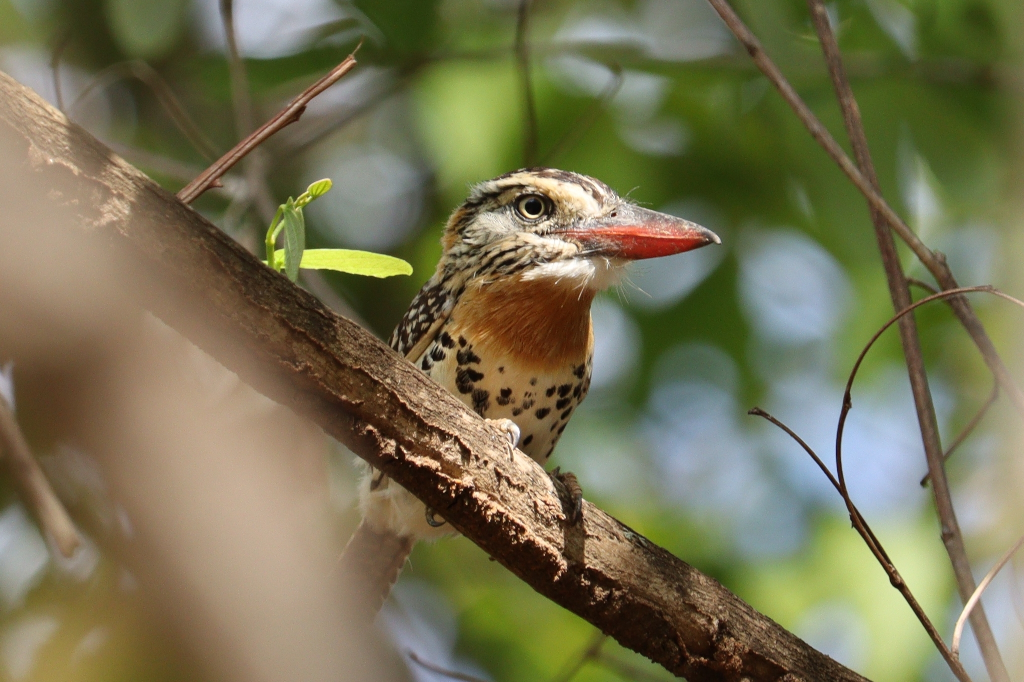 Spot-backed Puffbird (Nystalus maculatus) :: BirdWeather