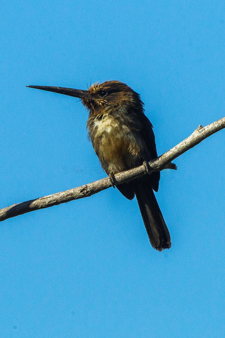 Three-toed Jacamar (Jacamaralcyon tridactyla) :: BirdWeather