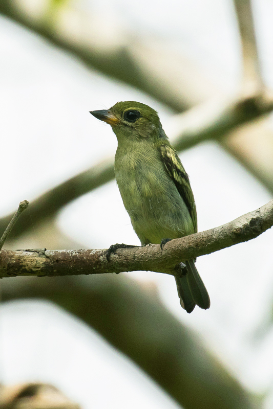 Green Tinkerbird (Pogoniulus simplex) :: BirdWeather