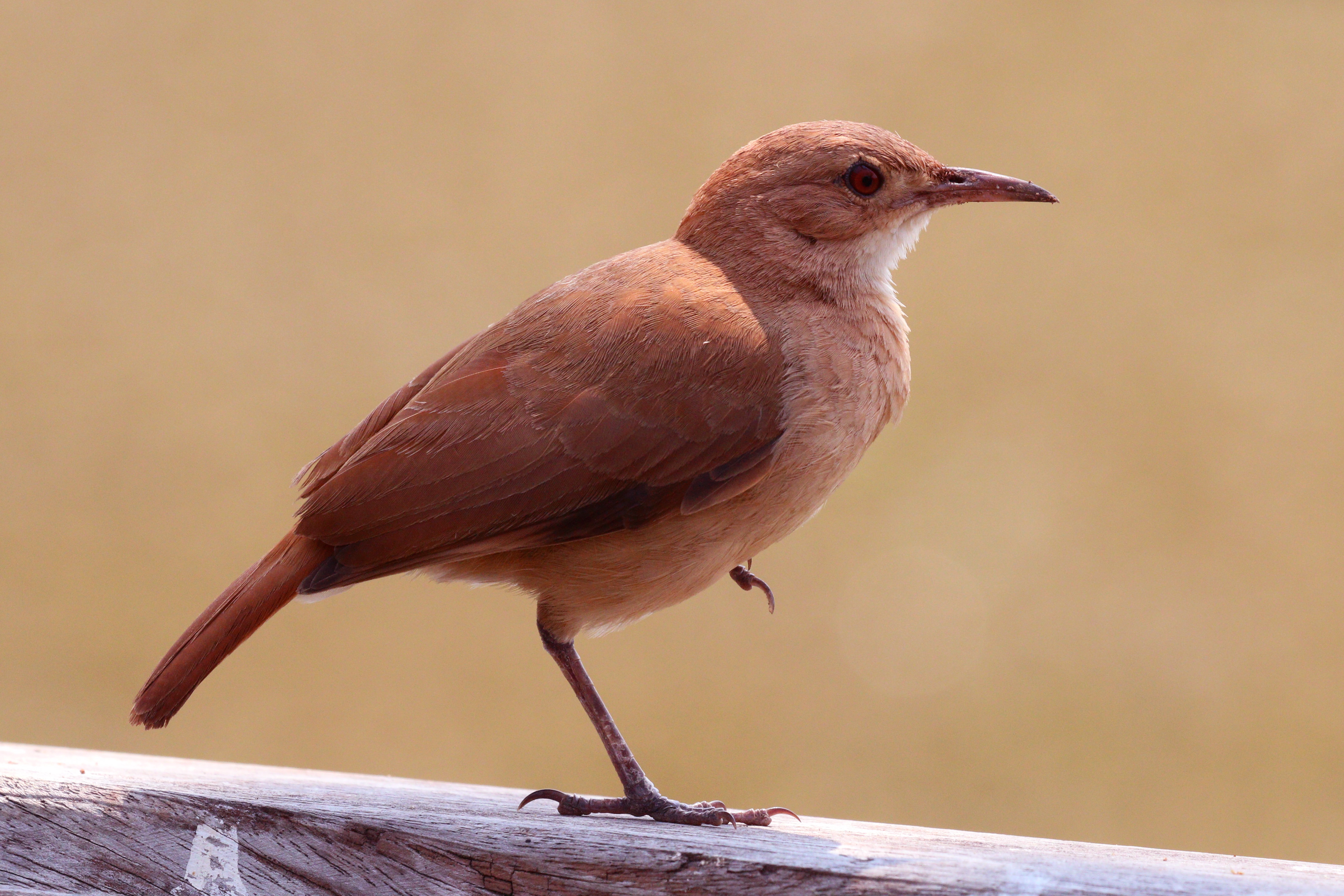 Rufous Hornero (Furnarius rufus) :: BirdWeather