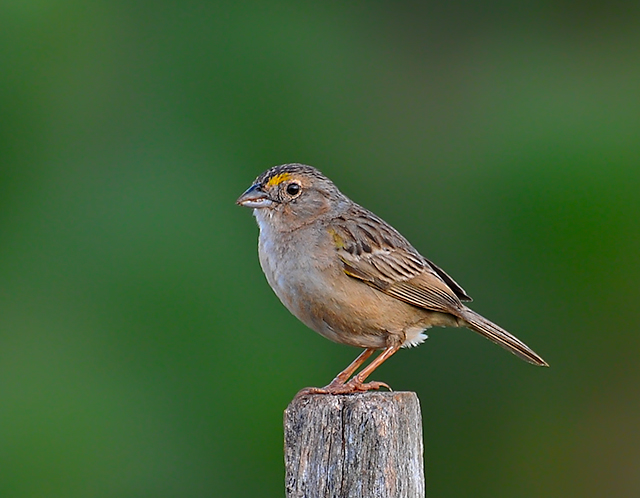 Grassland Sparrow (Ammodramus humeralis) :: BirdWeather
