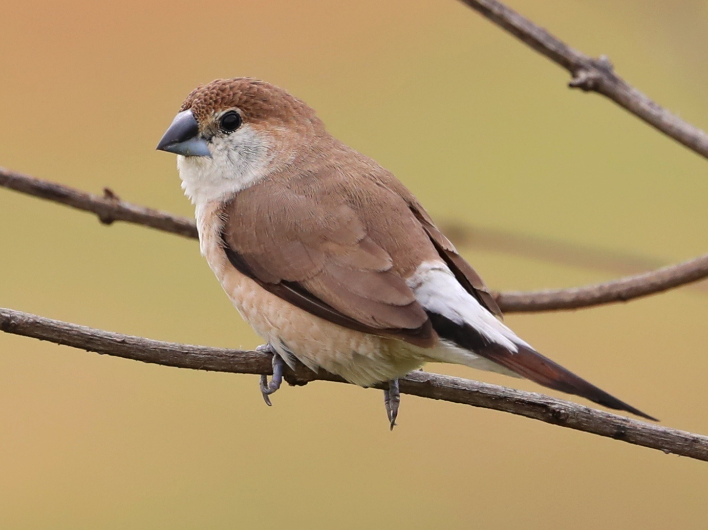 Indian Silverbill (Euodice malabarica) :: BirdWeather