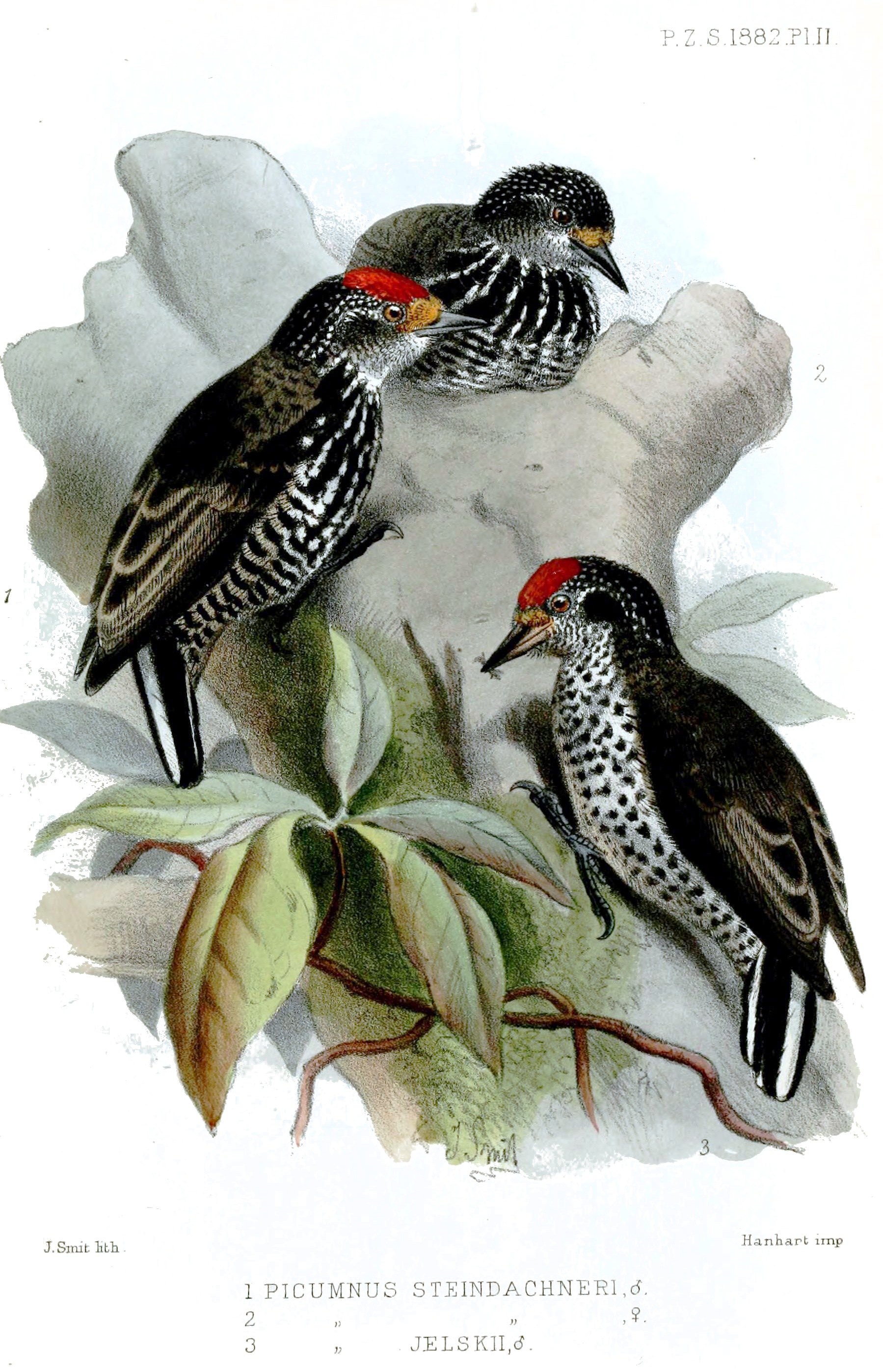 Ocellated Piculet (Picumnus dorbignyanus) :: BirdWeather