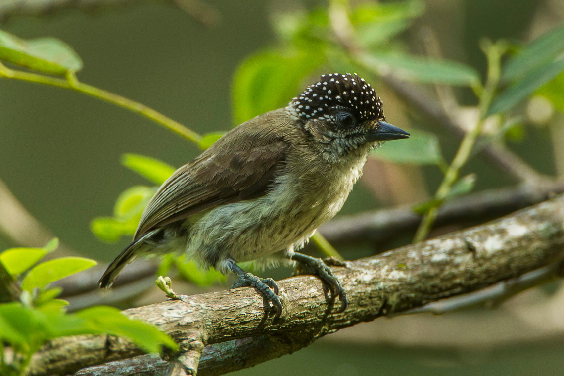 Grayish Piculet (Picumnus granadensis) :: BirdWeather