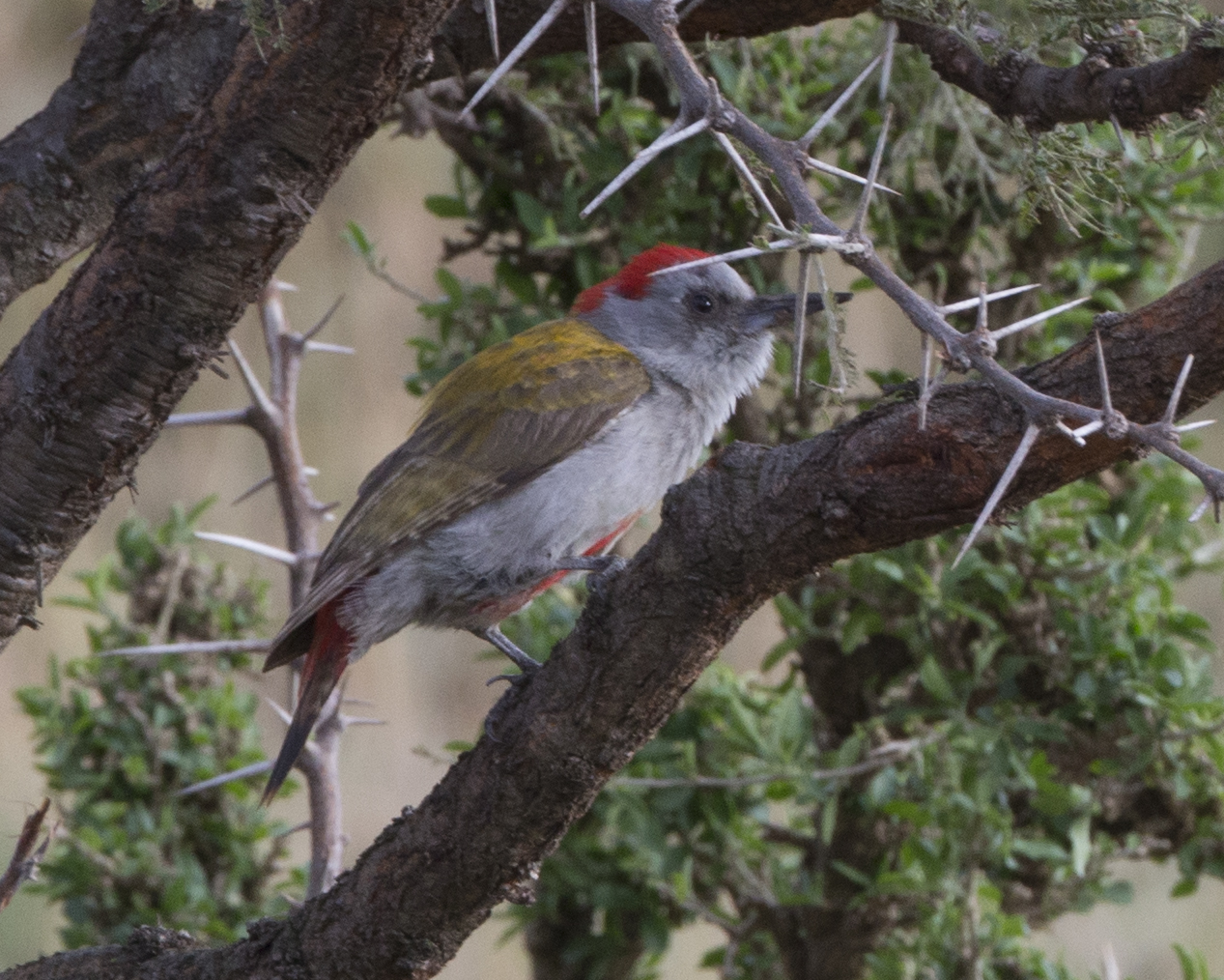 Mountain Gray Woodpecker (Chloropicus spodocephalus) :: BirdWeather
