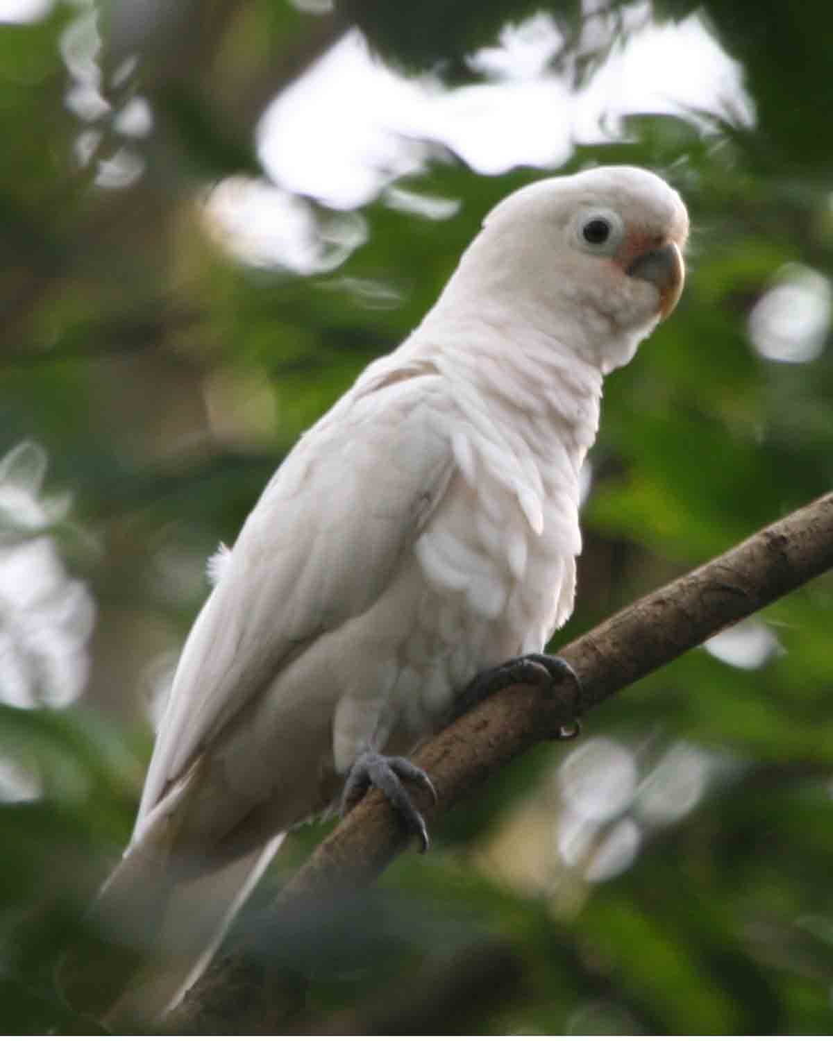Tanimbar Corella (Cacatua goffiniana) :: BirdWeather