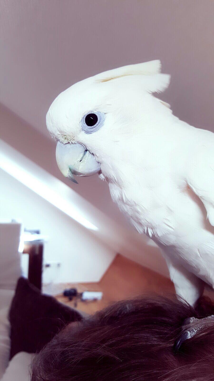 Ducorps's Cockatoo (Cacatua ducorpsii) :: BirdWeather
