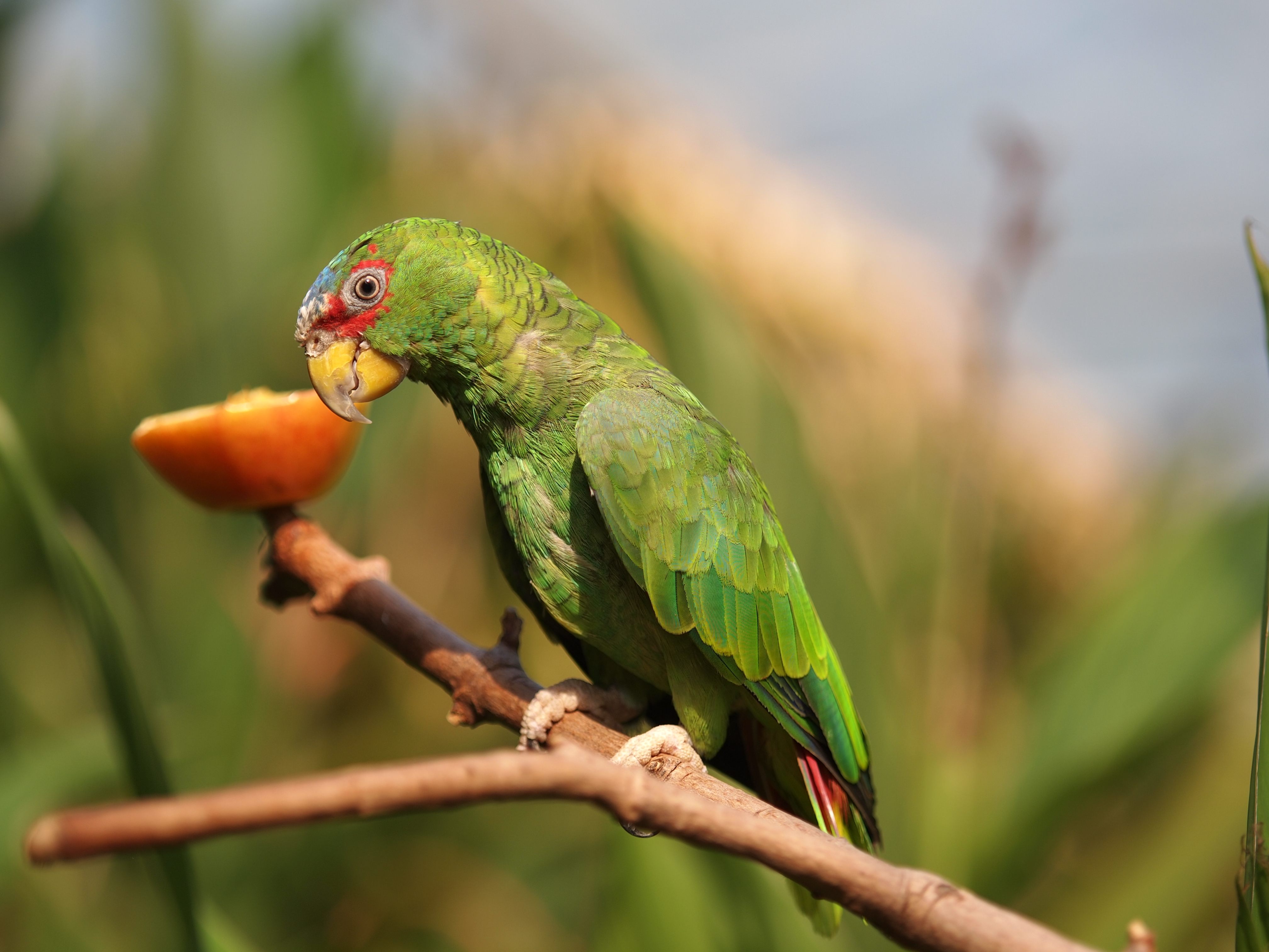 White-fronted Parrot (Amazona albifrons) :: BirdWeather