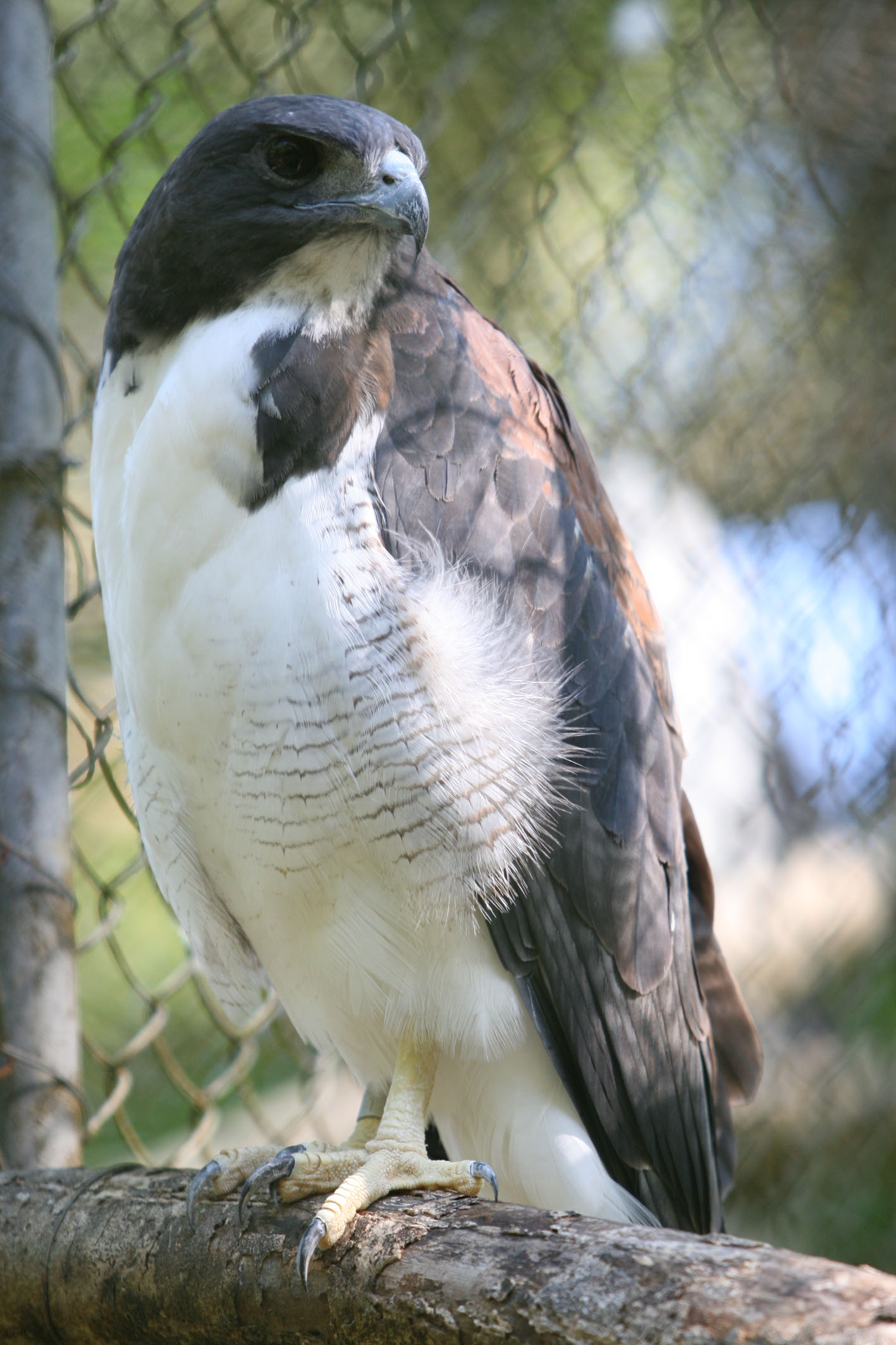 White-tailed Hawk (Geranoaetus albicaudatus) :: BirdWeather