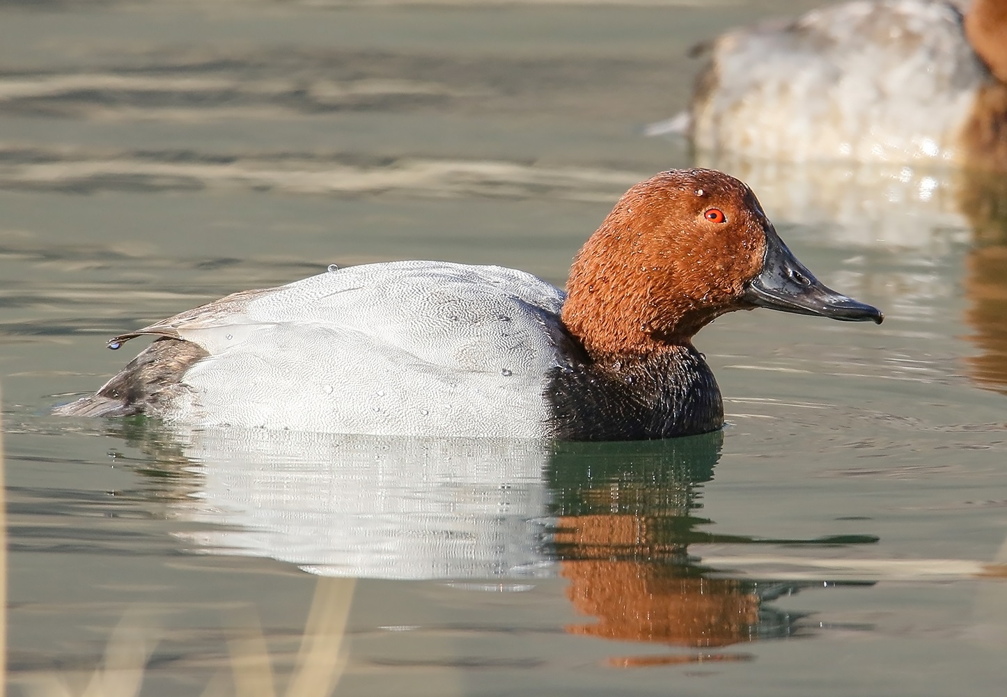 Common Pochard (Aythya ferina) :: BirdWeather