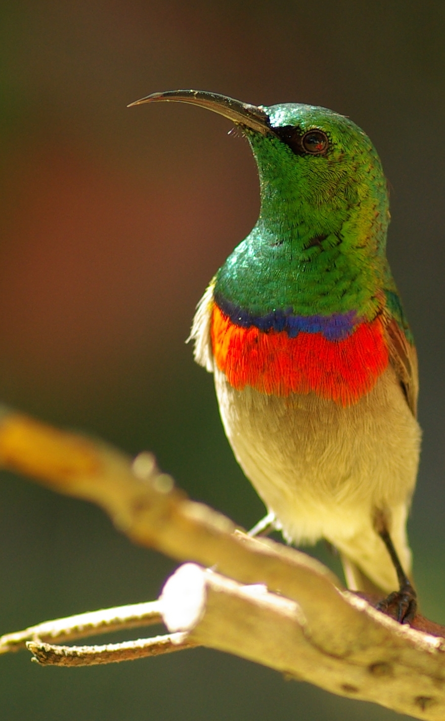 Southern Double-collared Sunbird (Cinnyris chalybeus) :: BirdWeather