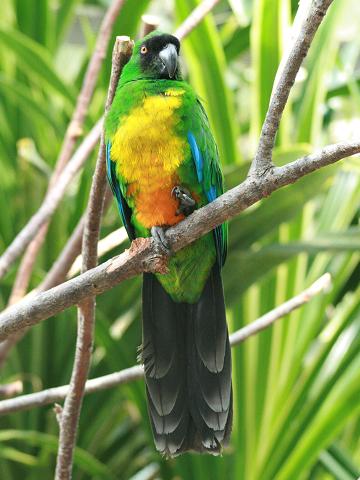 Masked Shining-Parrot (Prosopeia personata) :: BirdWeather