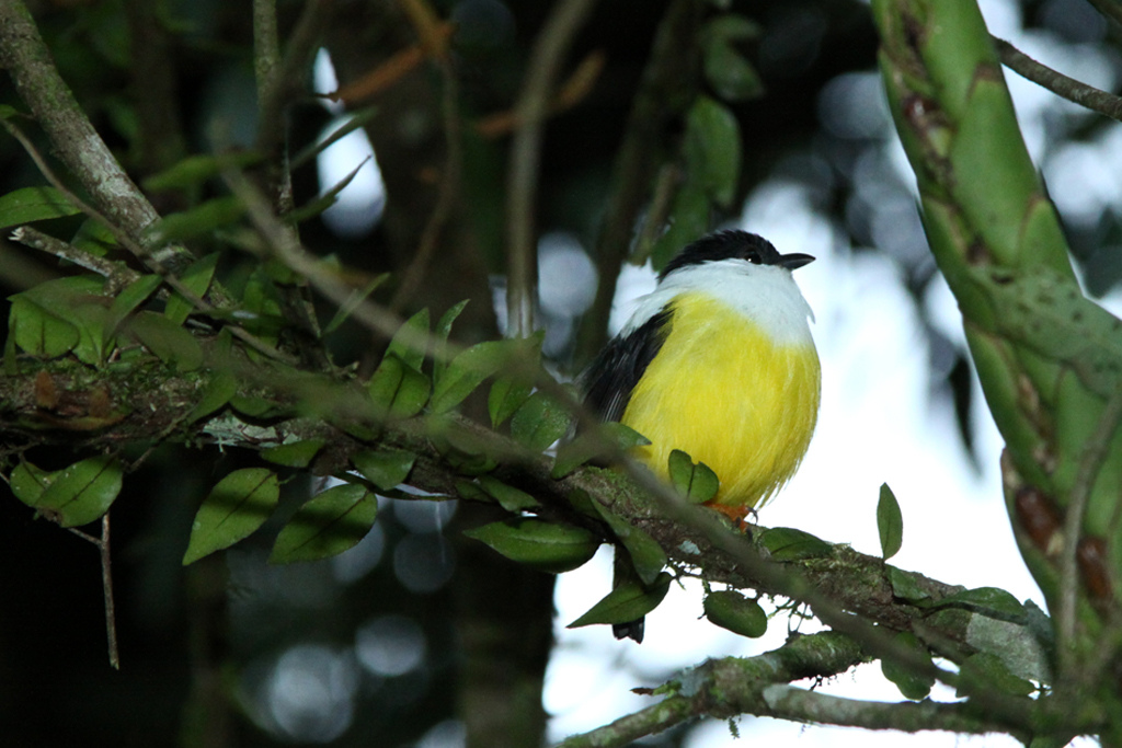 White-collared Manakin (Manacus candei) :: BirdWeather
